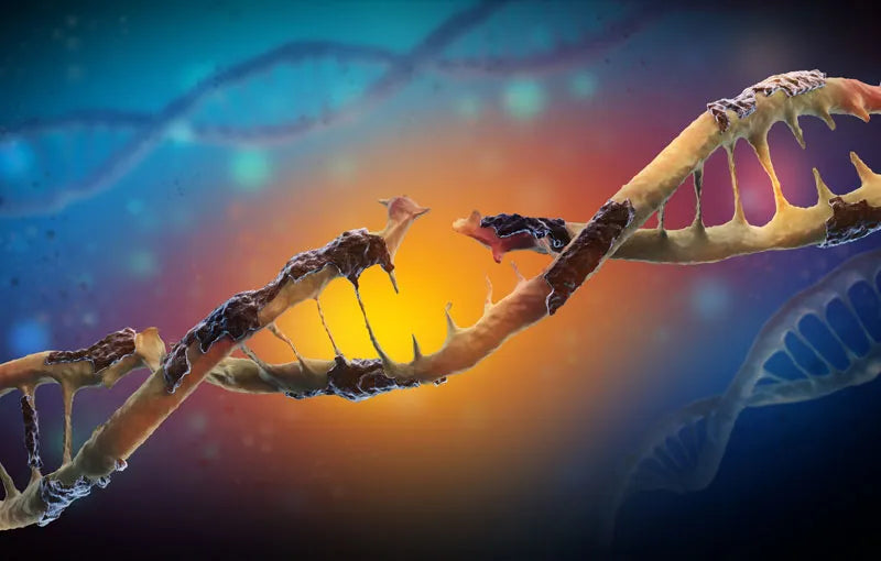 How to repair DNA damage: 100% healthy & natural tips